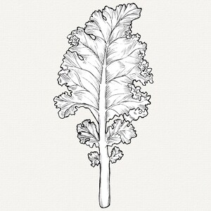 Kale Line Art, Botanical Illustration, PNG Clipart, Vegetable Graphics ...
