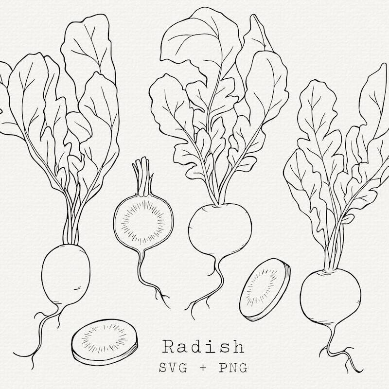 Radish Svg - Etsy