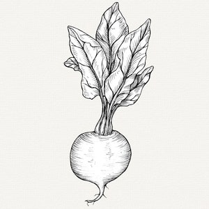 Beets PNG Clip Art, Hand Drawn Beet Illustration, Vegetable Line Art ...