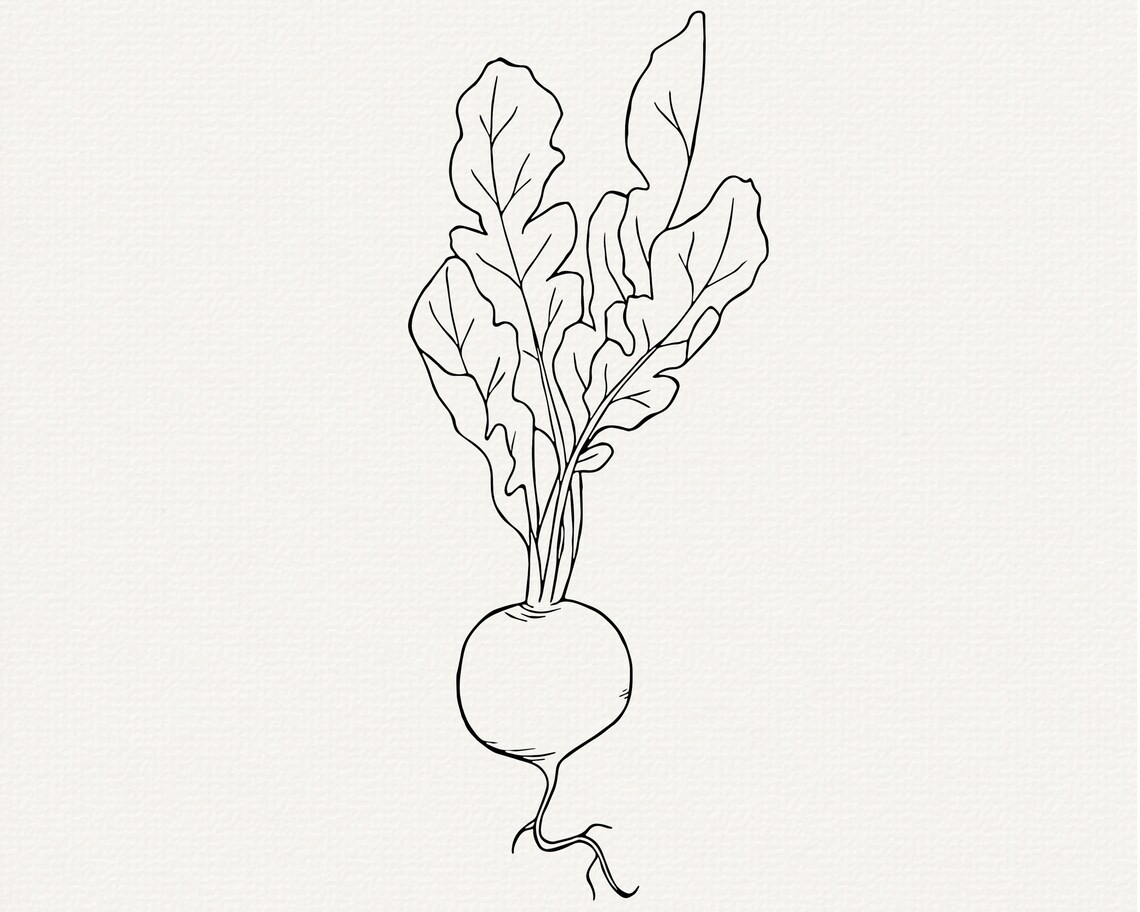 Radish Line Art SVG, PNG Clipart - Botanical Vegetable Illustration ...