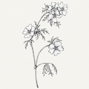 Musk Mallow Flower PNG Clip Art, Hand Drawn Mallow Plant Illustration ...