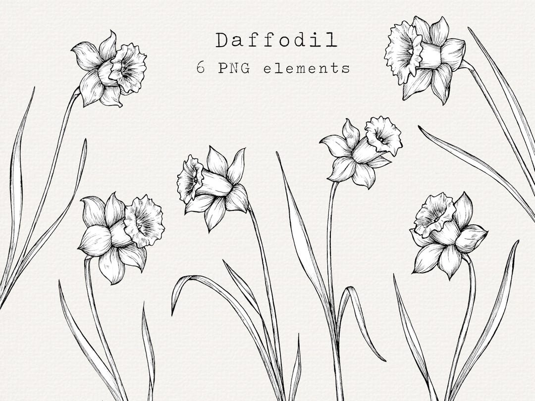 Daffodil Line Art PNG Clipart, Floral Outline Illustration, Botanical ...