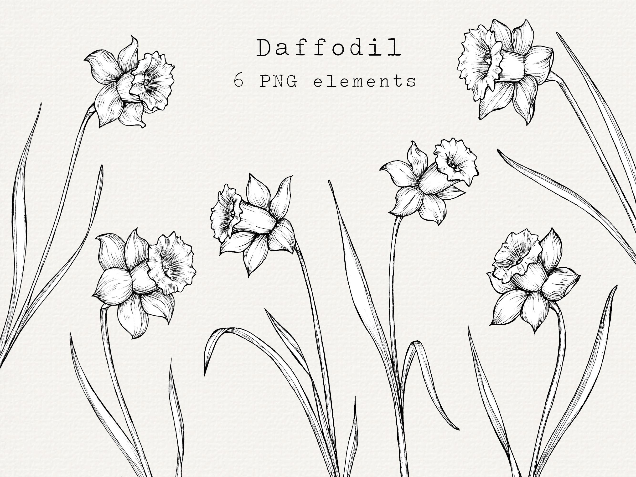 Daffodil Line Art PNG Clipart, Floral Outline Illustration, Botanical ...