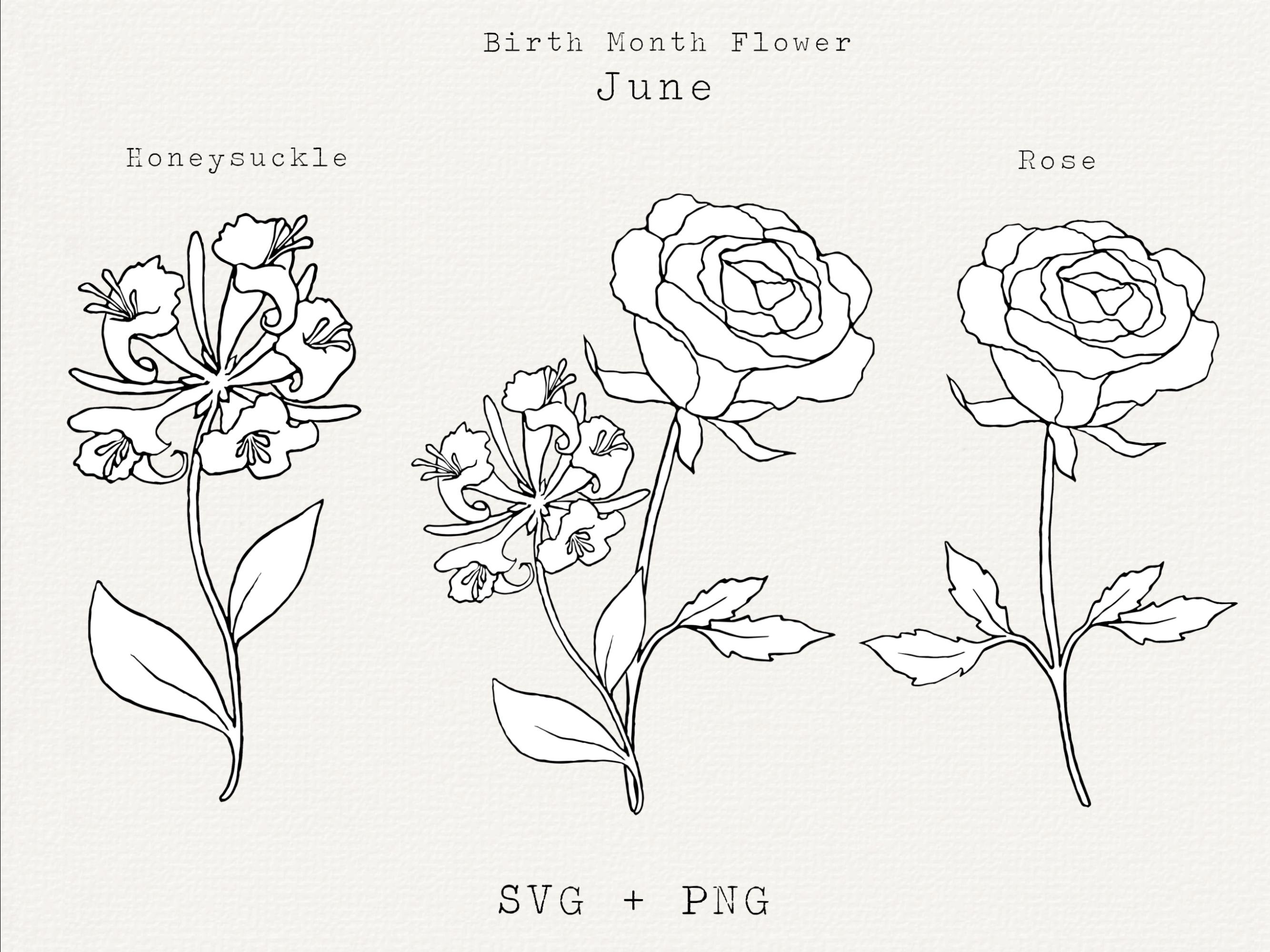 June Birth Flower Drawing