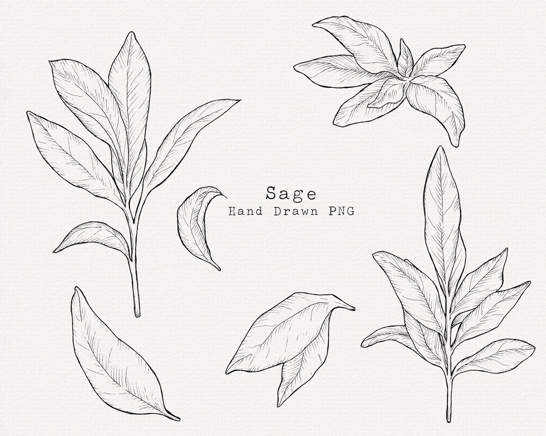 Sage Clipart, Sage PNG, Hand Drawn Sage for Candle Labels, Soap Labels ...
