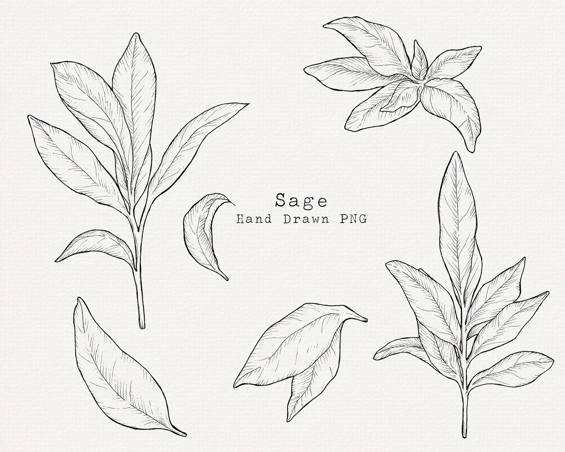 Sage Clipart Sage PNG Hand Drawn Sage for Candle Labels - Etsy