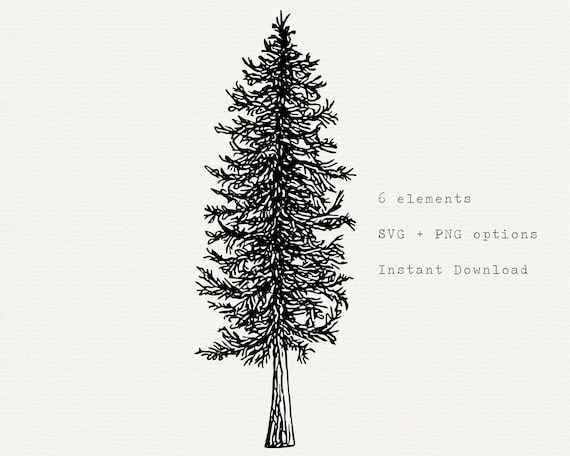 Evergreen Tree Outline Drawing