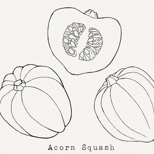 Squash SVG Bundle, Winter Squash Illustration, Acorn, Kabocha ...