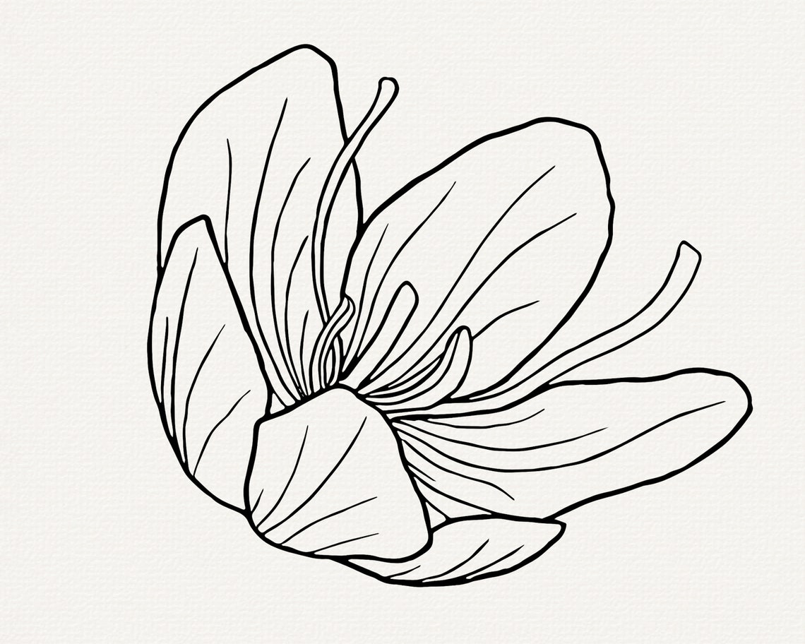 Saffron SVG Clip Art Commercial Use Saffron Flower Vector - Etsy