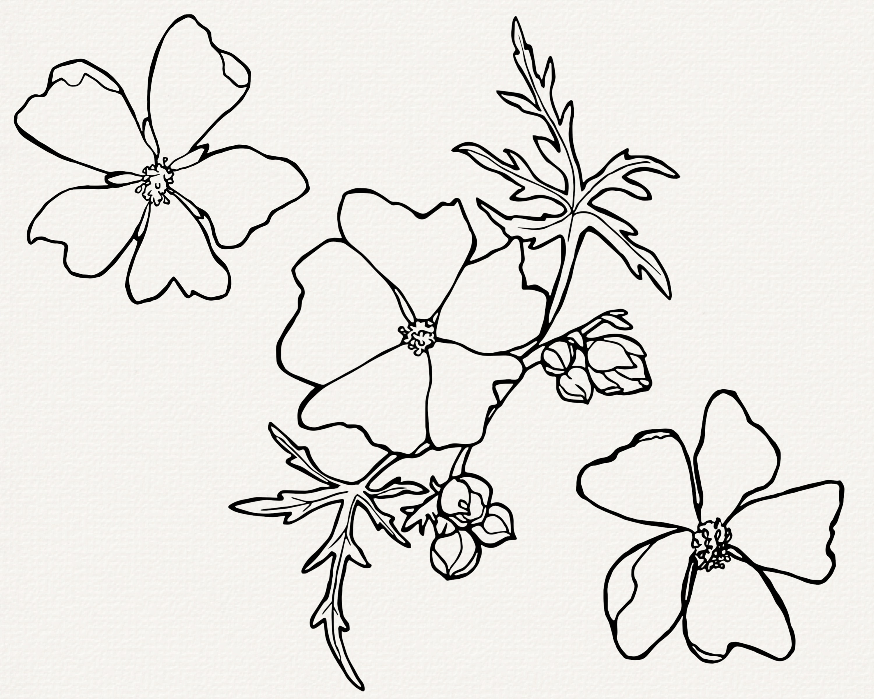 Musk Mallow SVG, Mallow Clip Art Illustration, Vector Line Art, Wild ...
