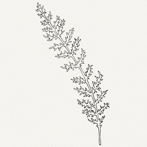Yarrow SVG, Yarrow Herb Clip Art, Herbal Remedies Line Art, Wild ...