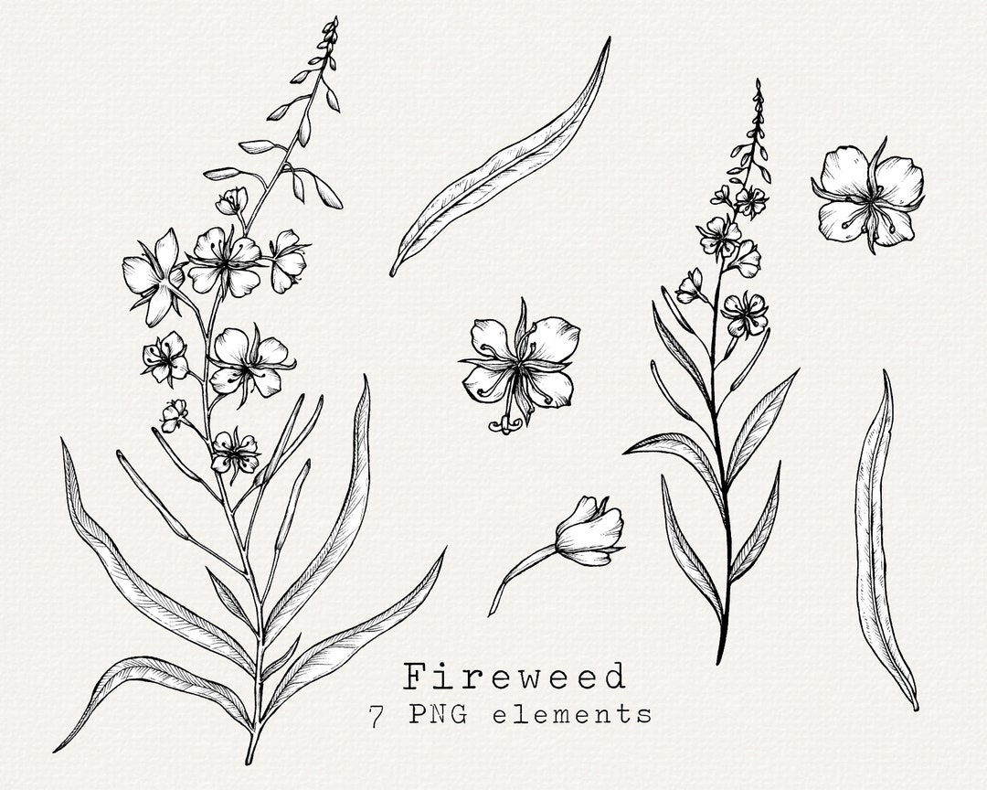 Fireweed PNG Clip Art, Hand Drawn Fireweed Illustration, Medicinal ...