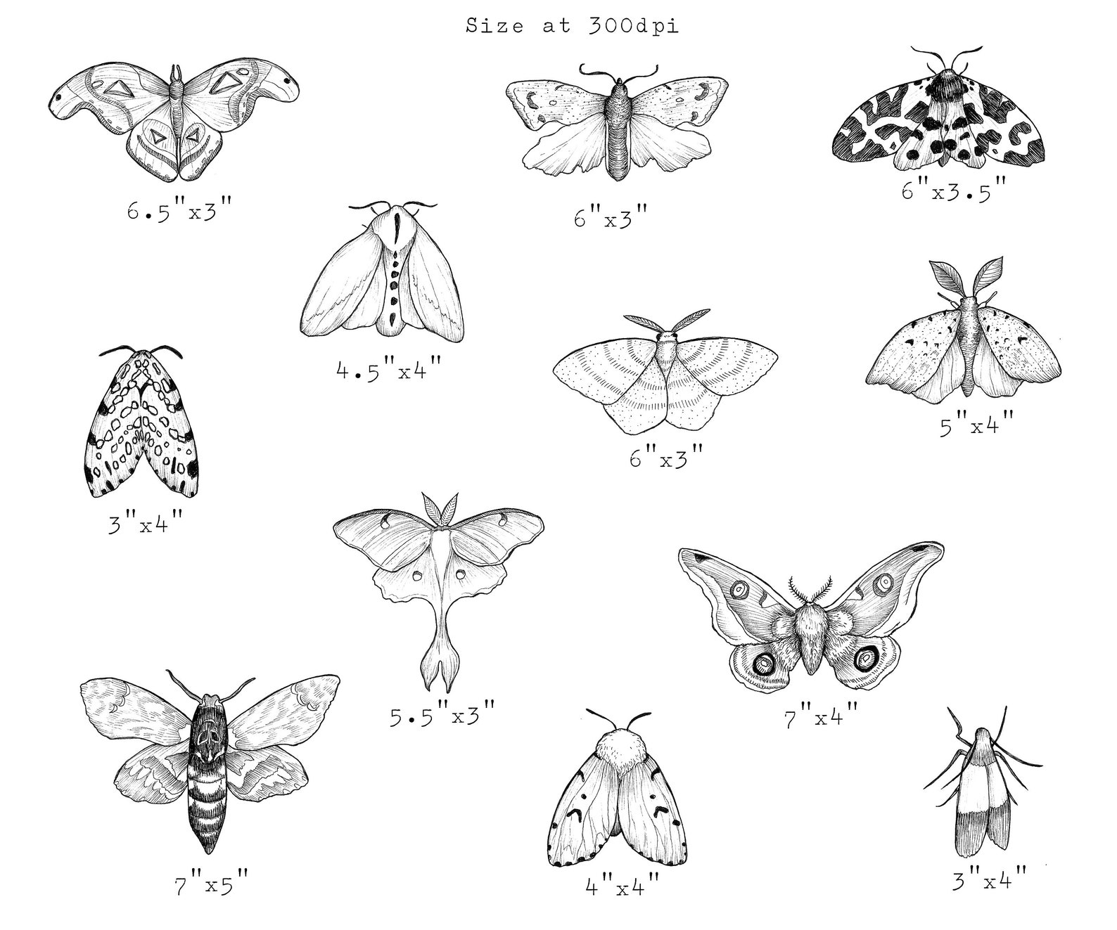 Moth Clipart Hand Drawn Moth Line Art Insect Clipart Magic | Etsy Canada