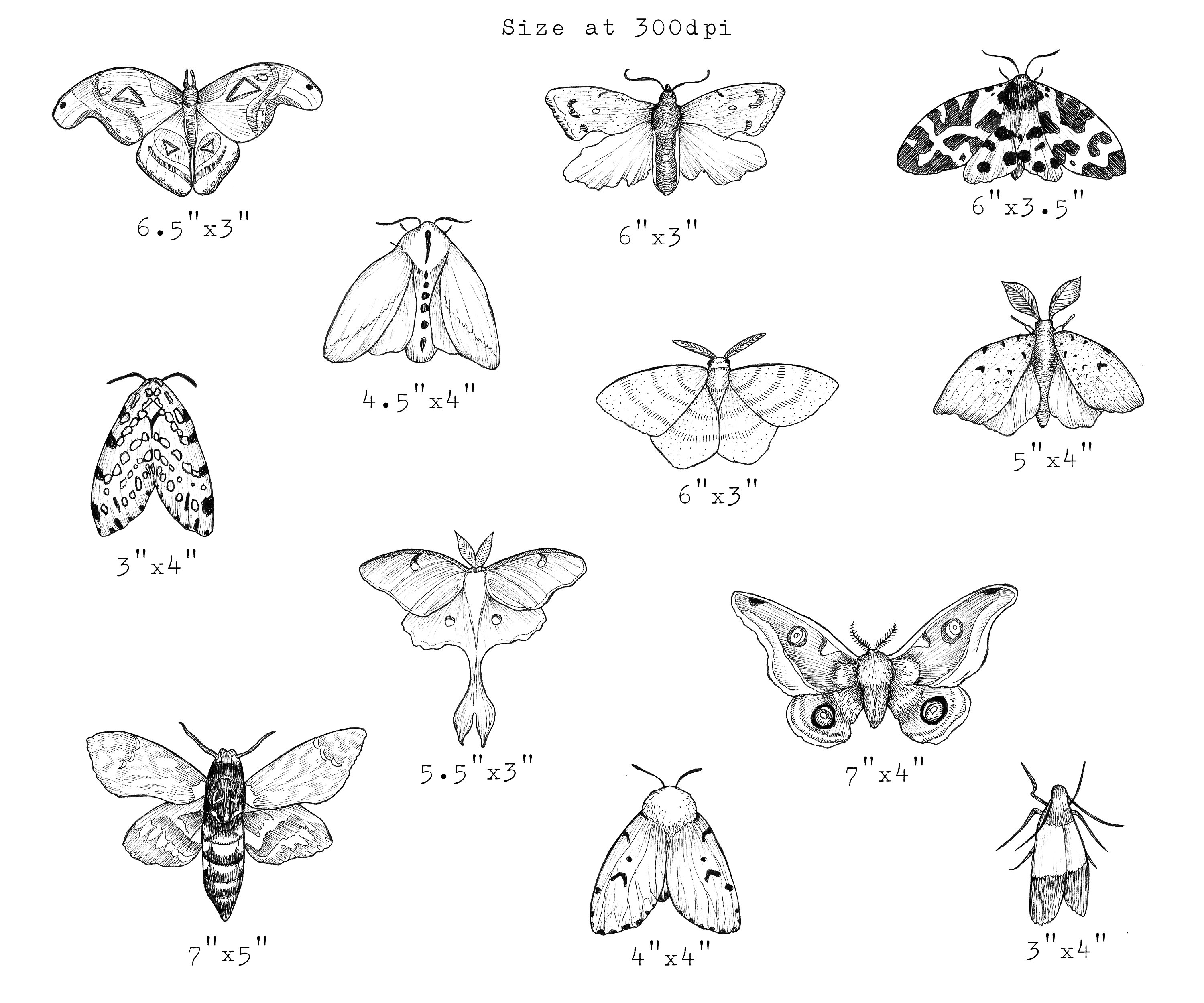 Moth Clipart Hand Drawn Moth Line Art Insect Clipart Magic - Etsy Canada