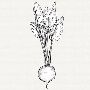 Beets PNG Clip Art, Hand Drawn Beet Illustration, Vegetable Line Art ...