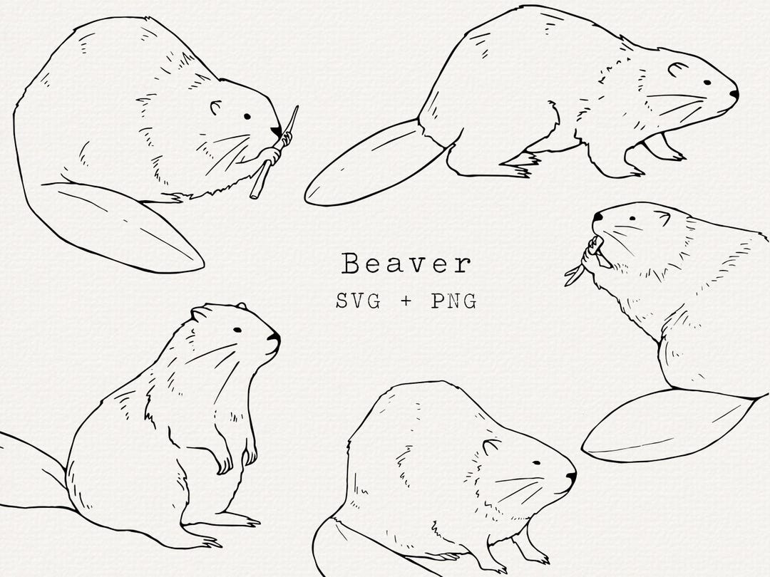 Beaver SVG Bundle, Beaver Illustration for Commercial Use, Cut File for ...