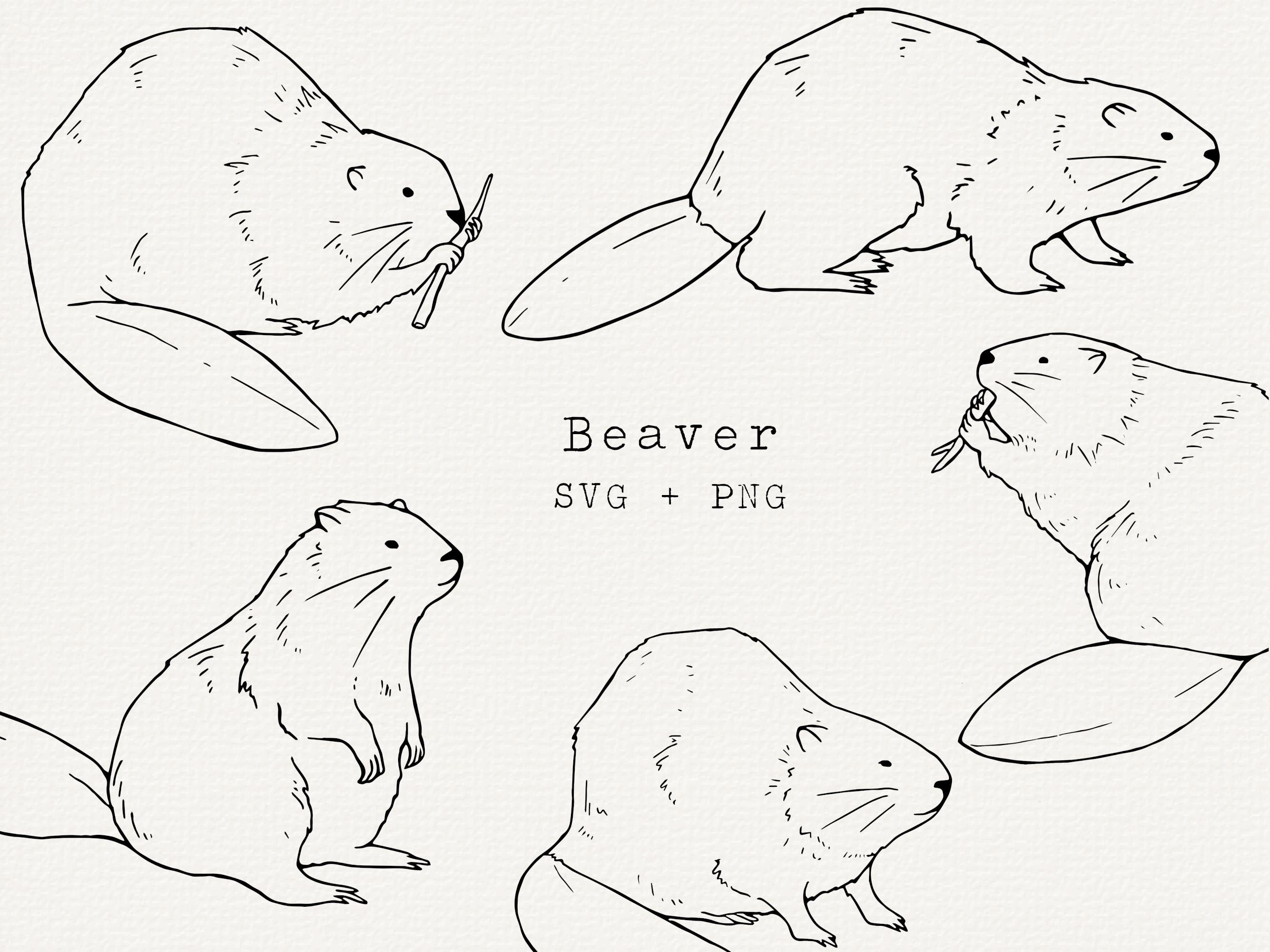 Beaver Line Drawing