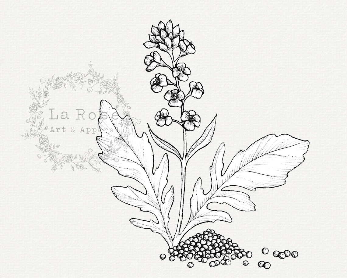 Mustard PNG Clip Art Bundle, Hand Drawn Illustration, Mustard Plant ...