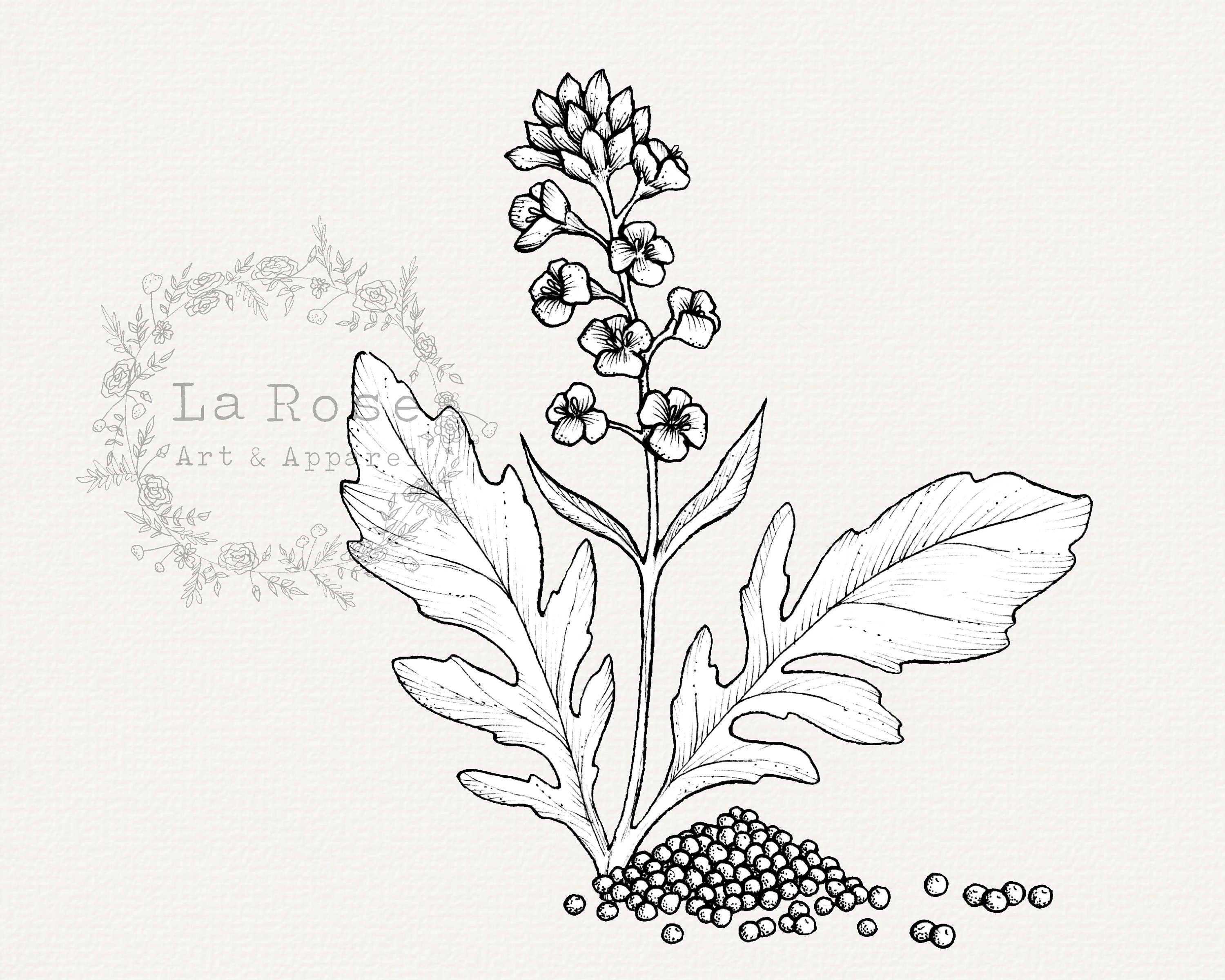 Mustard Plant Drawing