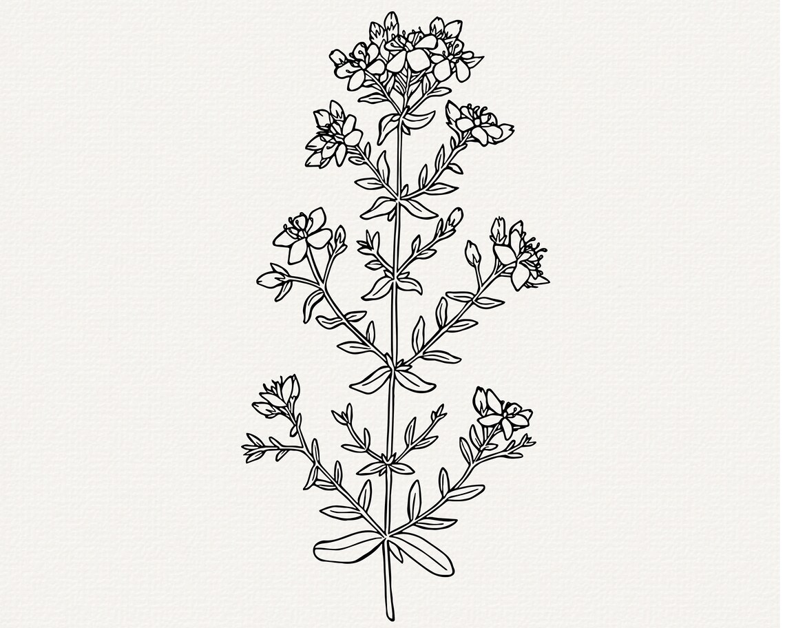 St Johns Wort SVG, Botanical Line Art, Floral PNG Clipart, Herb Drawing ...