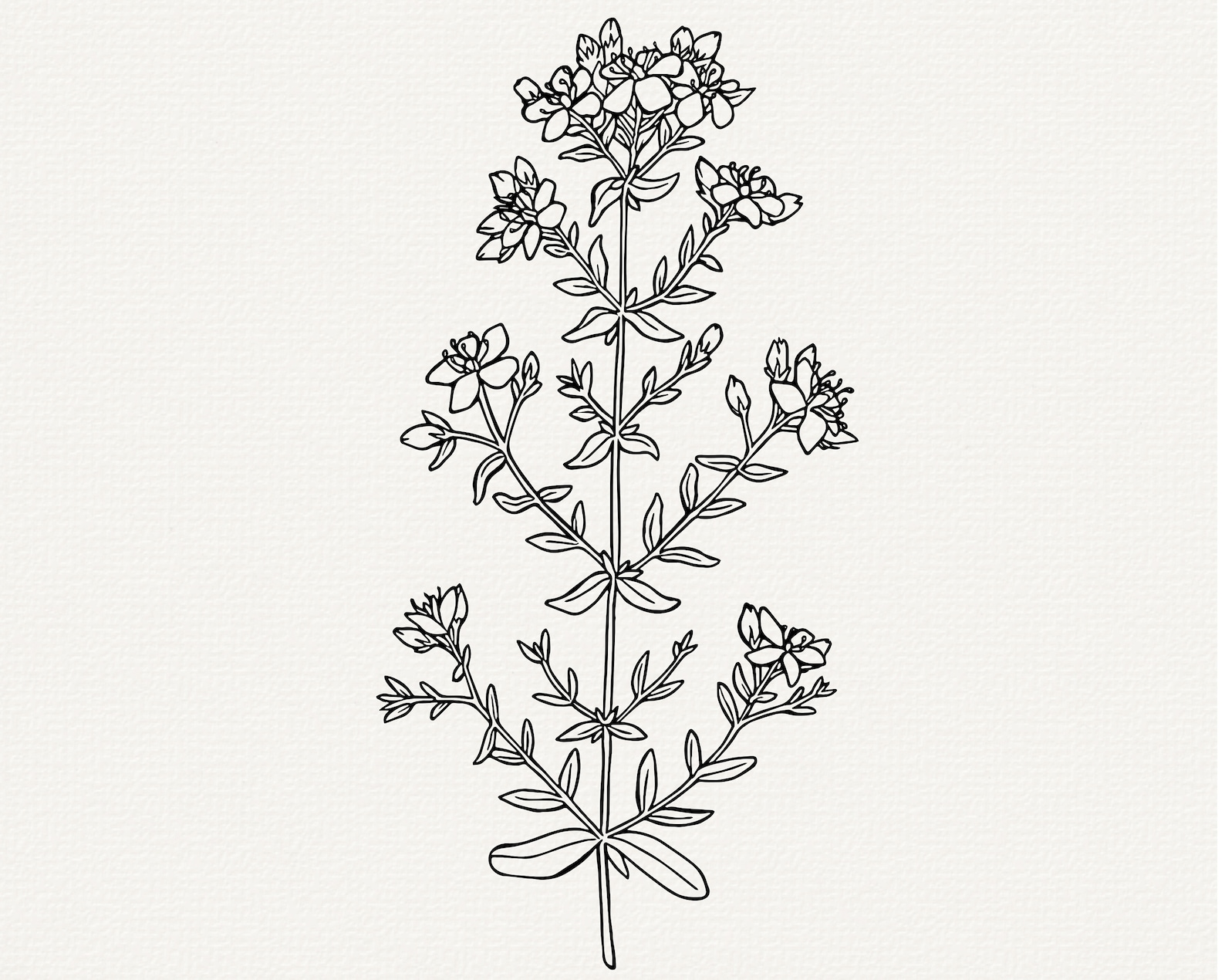 St Johns Wort SVG, Botanical Line Art, Floral PNG Clipart, Herb Drawing ...