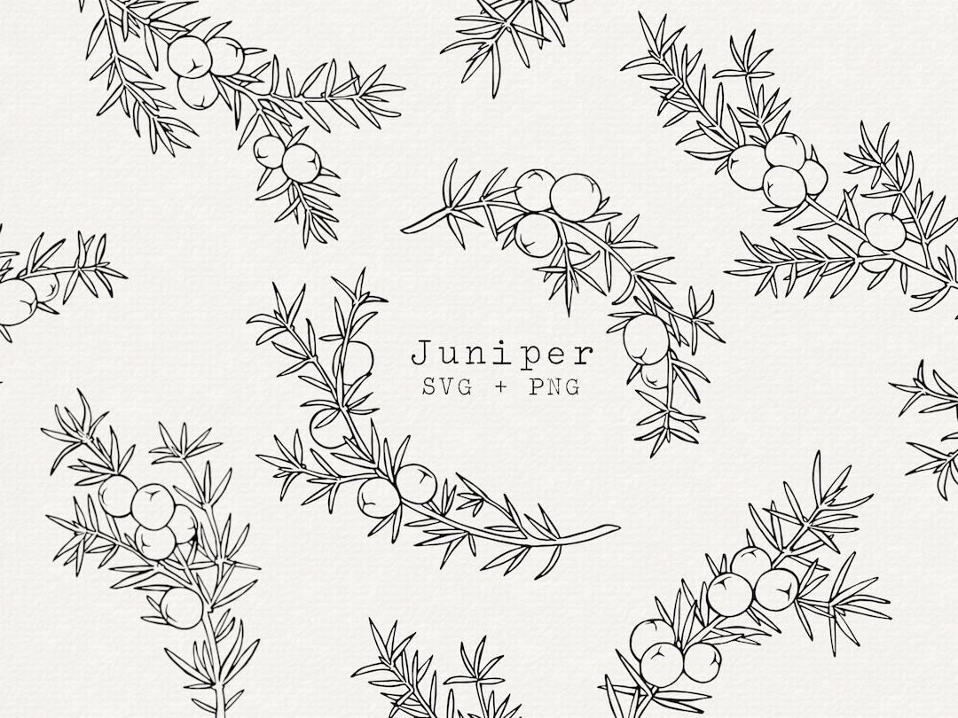 Juniper SVG, Juniper Sprig Clip Art, Juniper Berries Line Art, Cricut ...