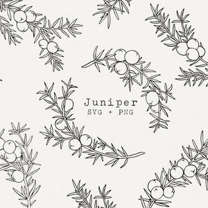 Juniper SVG, Juniper Sprig Clip Art, Juniper Berries Line Art, Cricut ...
