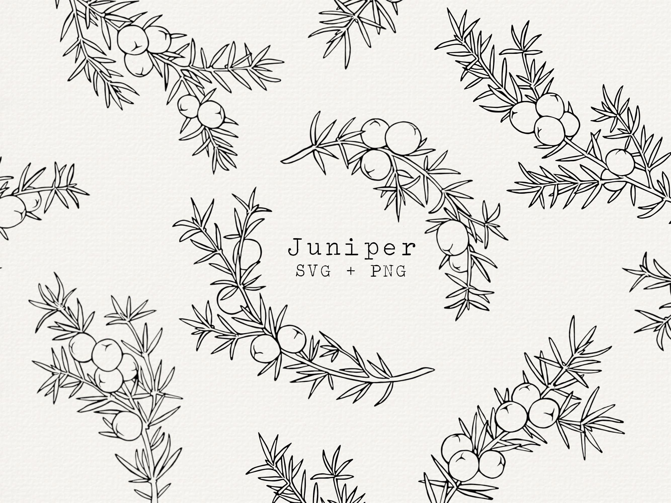 Juniper Branch Line Art, SVG Clipart (commercial Use) - Etsy