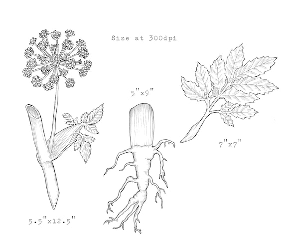 Angelica Root Art