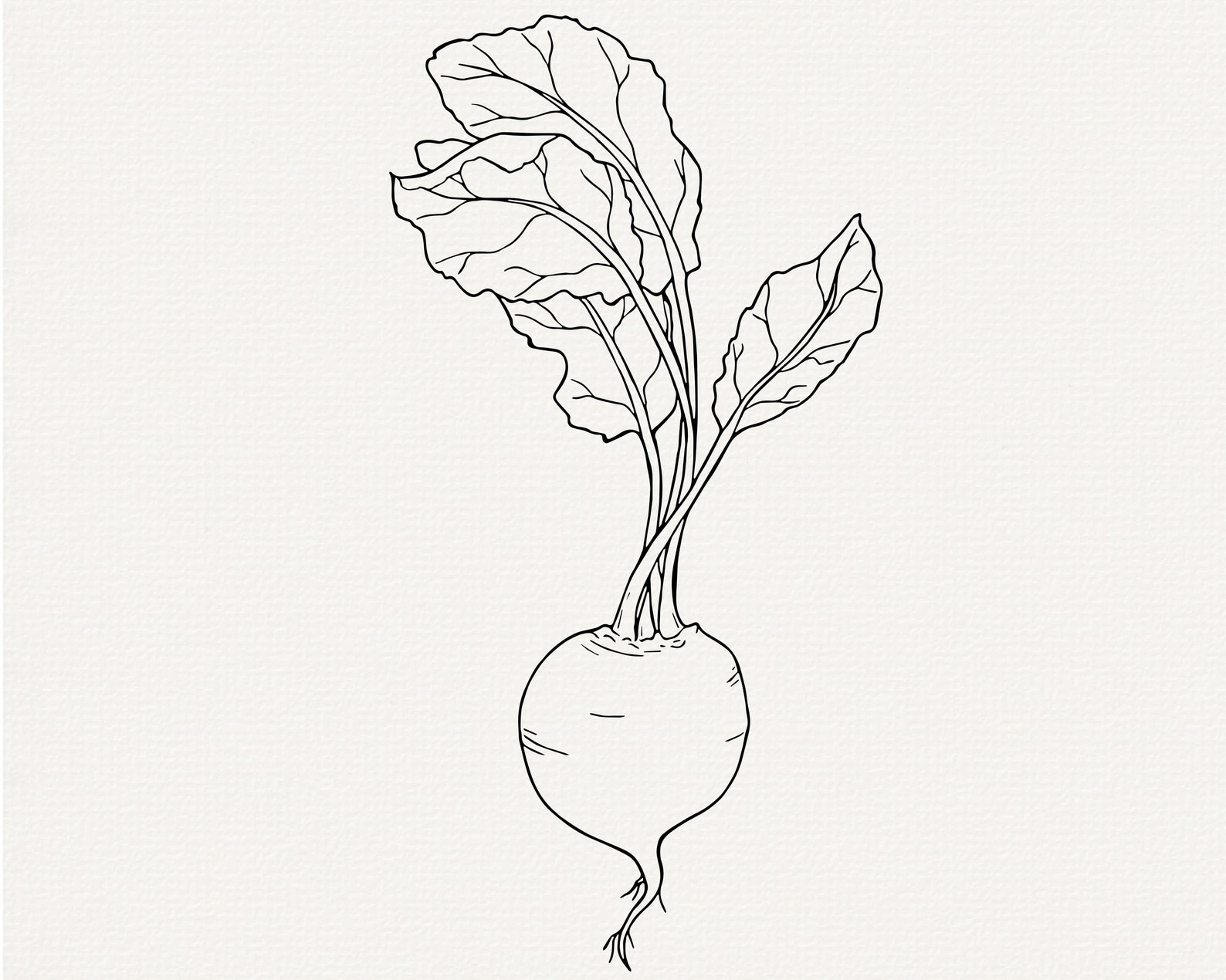 Beet Line Art SVG, PNG, Vegetable Outline Clipart, Kitchen Decor, Food ...