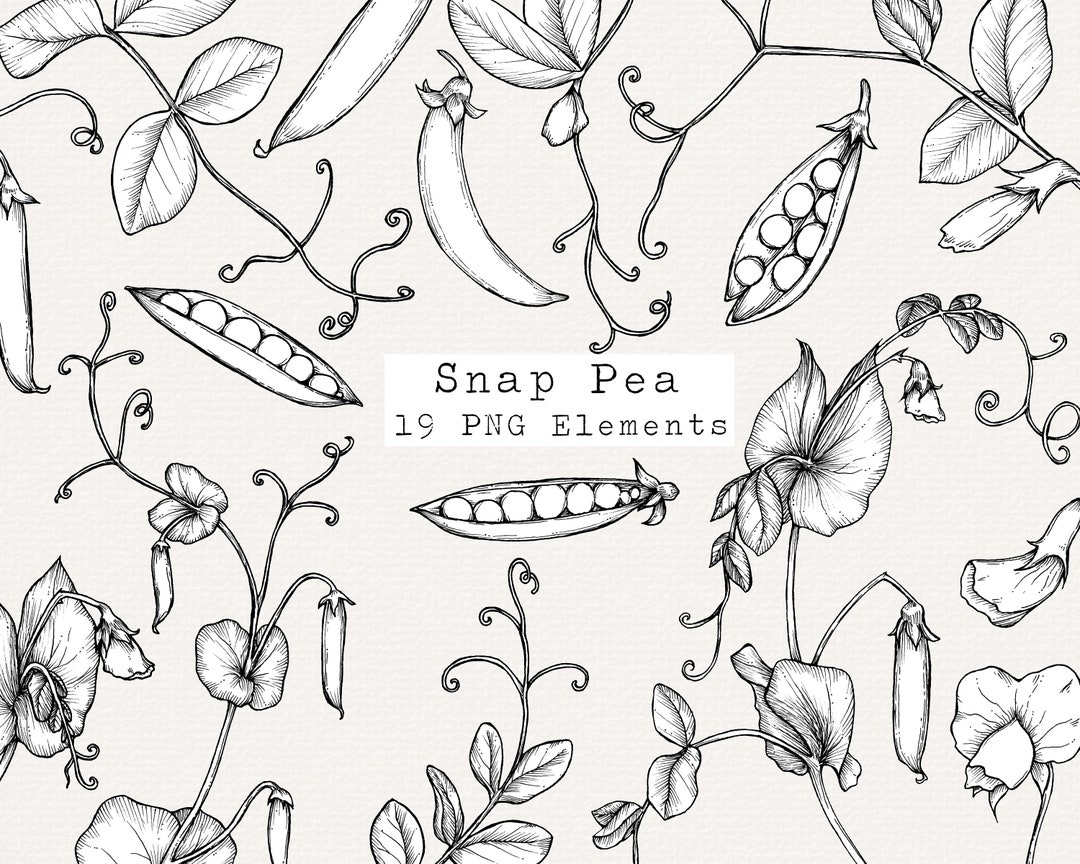 Snap Pea PNG Clip Art, Detailed Hand Drawn Pea Illustration, Vegetable ...