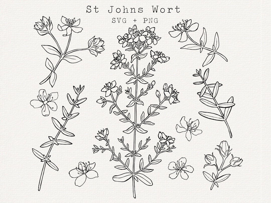 St John's Wort SVG, St Johns Wort Clipart, Medicinal Plant Illustration ...