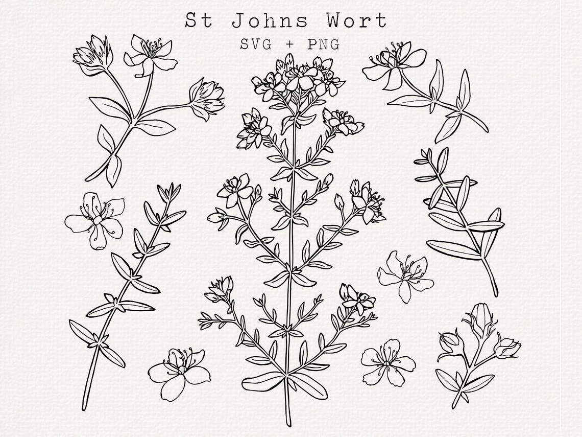 St Johns Wort SVG, Botanical Line Art, Floral PNG Clipart, Herb Drawing ...