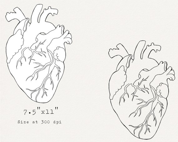 Heart Line Drawing Clip Art