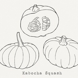 Squash SVG Bundle, Winter Squash Illustration, Acorn, Kabocha ...