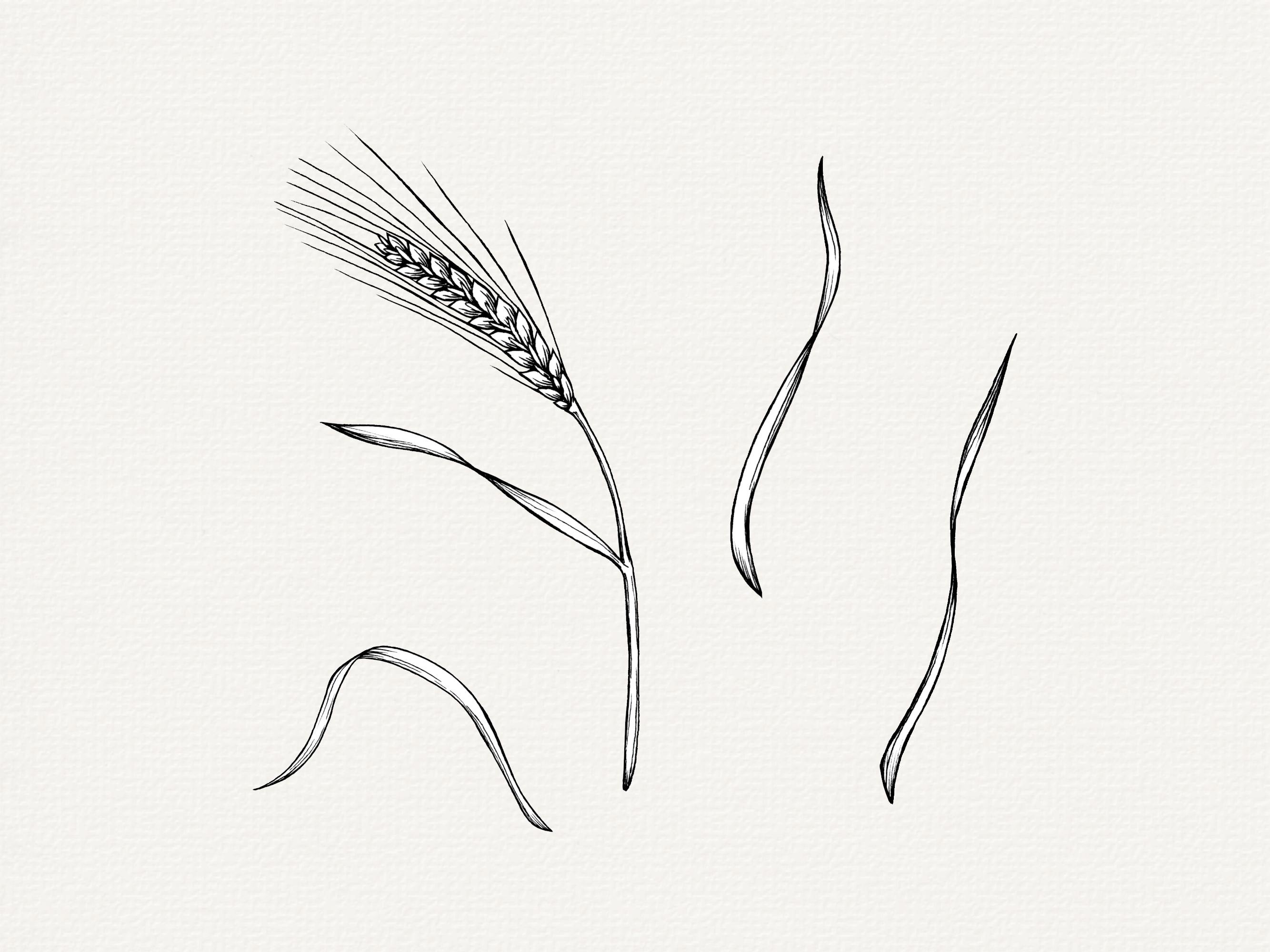 Barley Line Art, Botanical Illustration, Wheat Drawing - 12 PNG ...