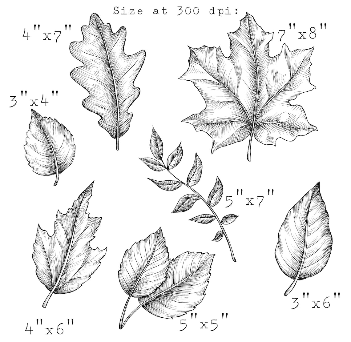 Autumn Leaves PNG Fall Leaves Clip Art Detailed Autumn Leaf - Etsy