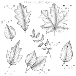 Autumn Leaves PNG, Fall Leaves Clip Art, Detailed Autumn Leaf ...