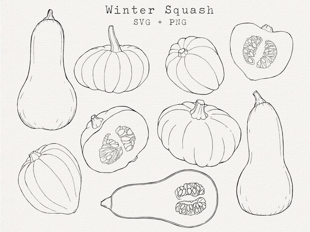 Squash SVG Bundle, Winter Squash Illustration, Acorn, Kabocha ...