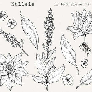 Mullein PNG Clip Art, Hand Drawn Mullein Illustration, Medicinal Plant ...
