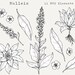 Mullein PNG Clip Art, Hand Drawn Mullein Illustration, Medicinal Plant ...