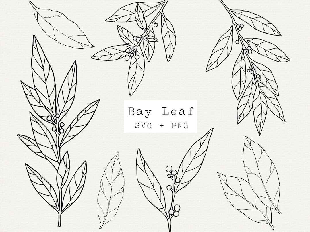 Bay Leaf SVG Clip Art, Commercial Use, Bay Plant Vector Illustration ...