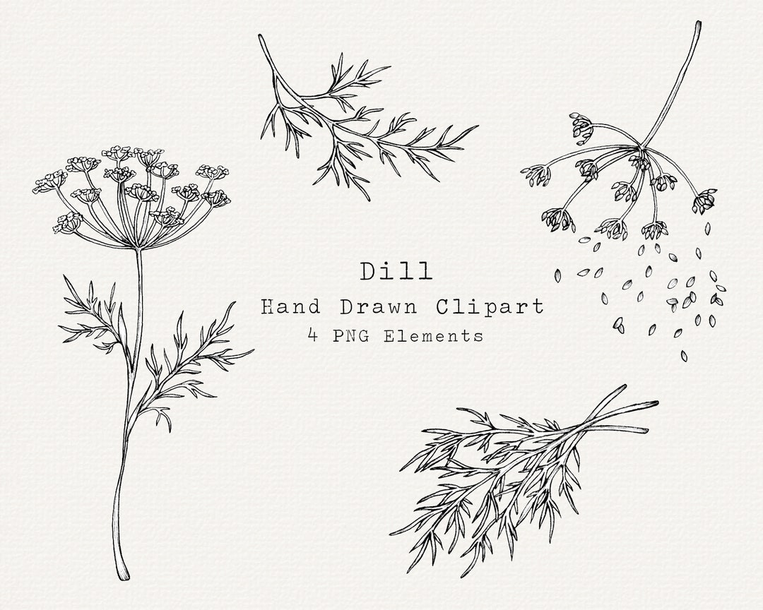 Dill PNG Clip Art, Hand Drawn Illustration, Herb Line Art, Dill Drawing ...