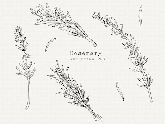 Rosemary Clipart Png Rosemary Texture Green Nature, Rosemary,
