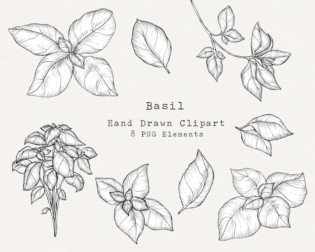 Basil PNG Clip Art, Hand Drawn Illustration, Herb Line Art, Basil ...