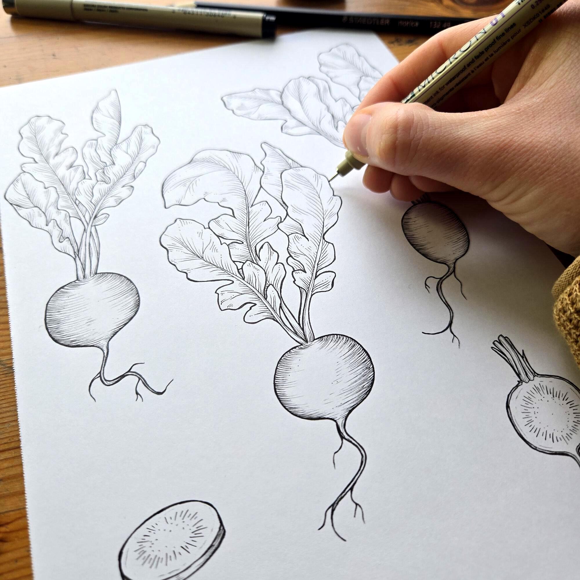 Radish Line Art, Botanical Illustration, Vegetable Clip Art (PNG ...