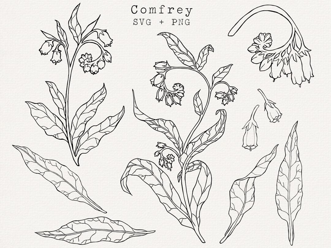 Comfrey SVG, Comfrey Clip Art, Herb Illustration, Botanical Line Art ...