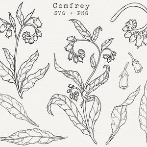 Comfrey SVG, Comfrey Clip Art, Herb Illustration, Botanical Line Art ...
