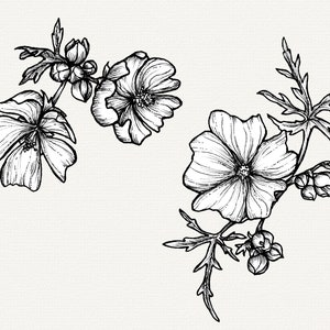 Musk Mallow Flower PNG Clip Art, Hand Drawn Mallow Plant Illustration ...