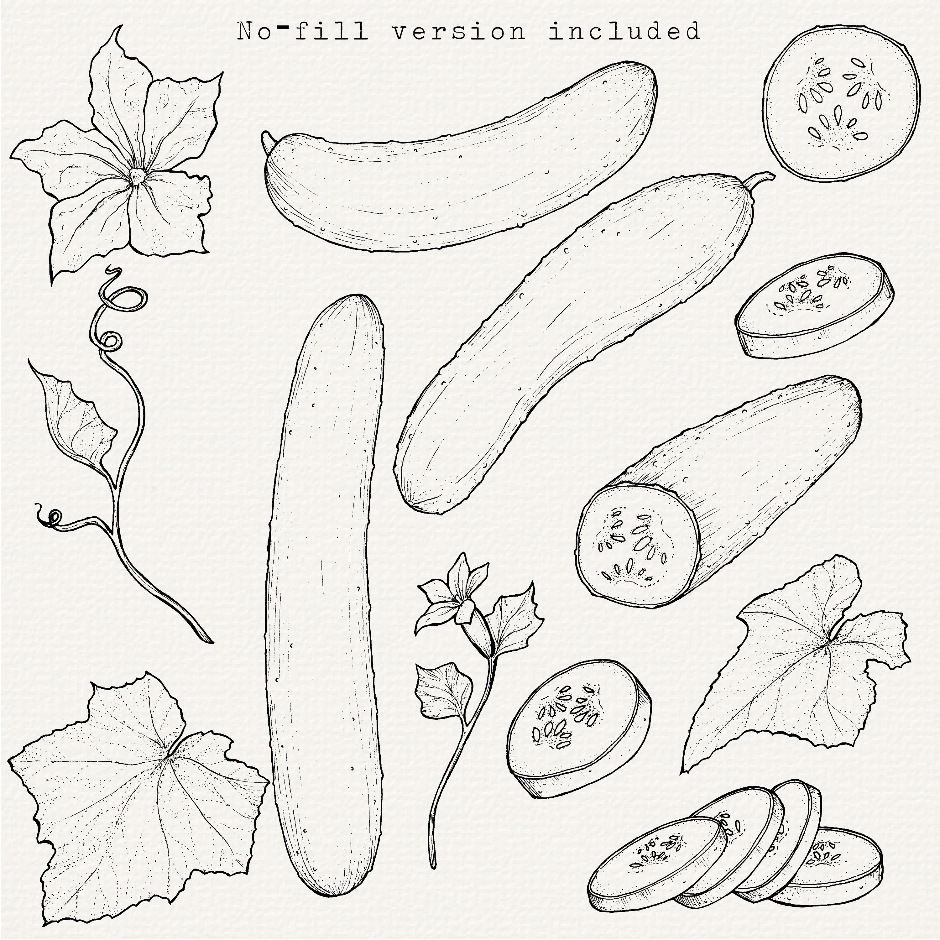 Cucumber Botanical Line Art, Vegetable Illustration, Food Clip Art (PNG ...